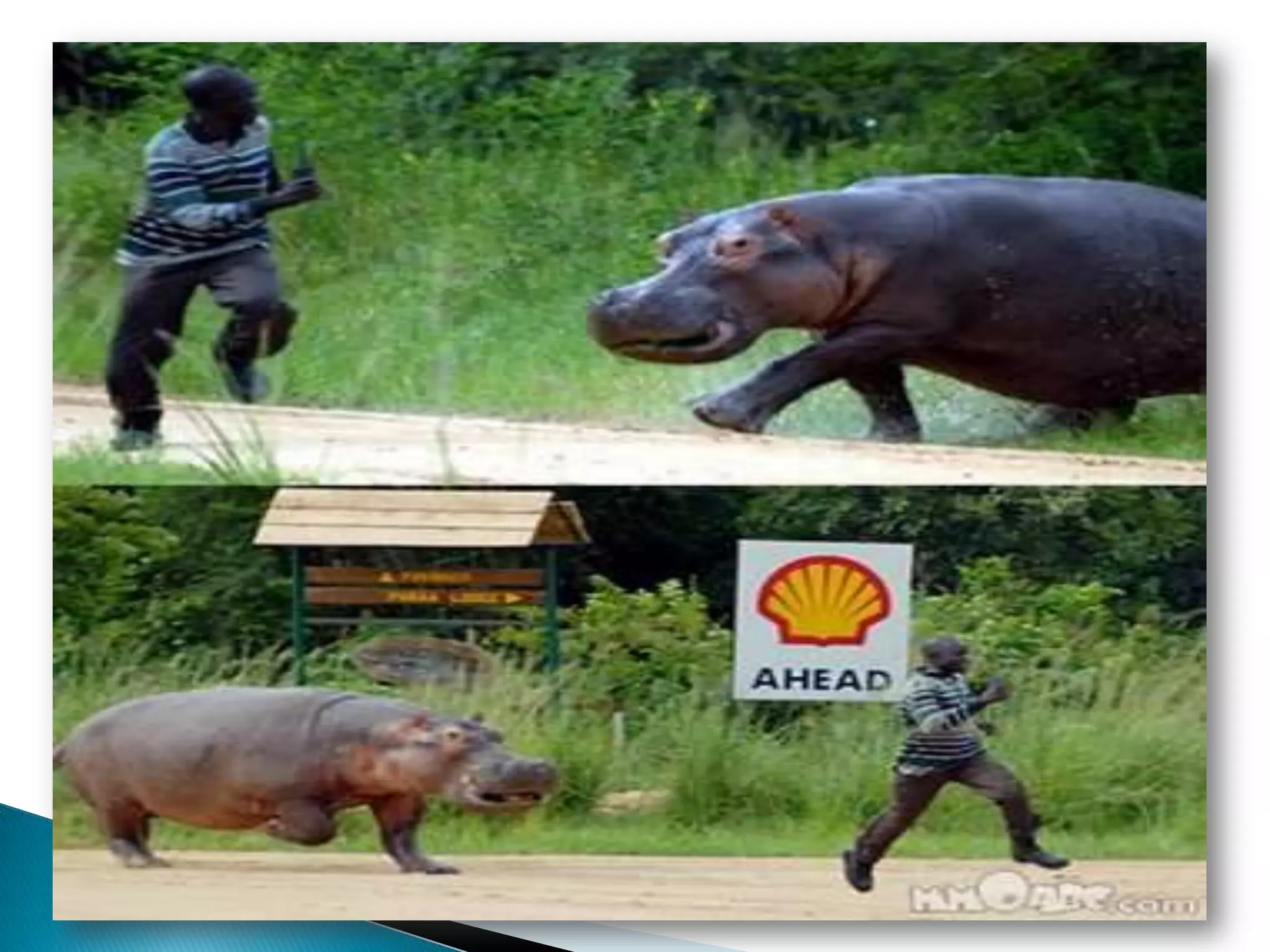 Ppt bad animals | PPT