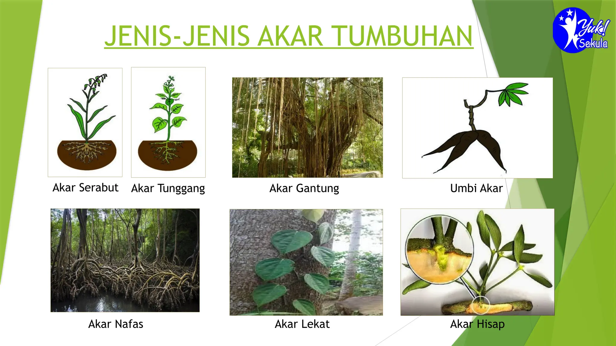 PPT BAGIAN-BAGIAN TUMBUHAN KLAS 4 - Revisi.pptx