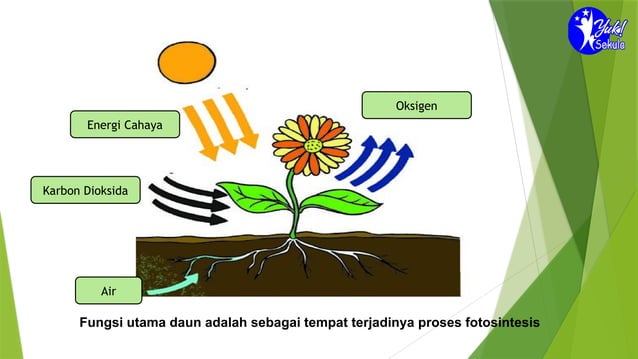 PPT BAGIAN-BAGIAN TUMBUHAN KLAS 4 - Revisi.pptx