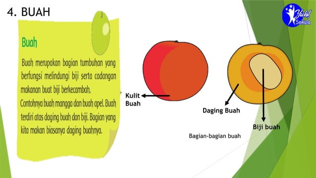 PPT BAGIAN-BAGIAN TUMBUHAN KLAS 4 - Revisi.pptx