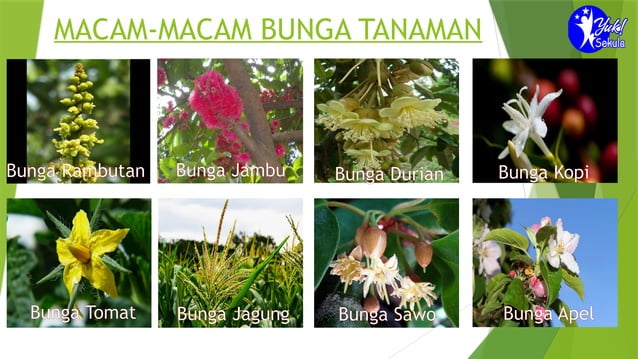 PPT BAGIAN-BAGIAN TUMBUHAN KLAS 4 - Revisi.pptx