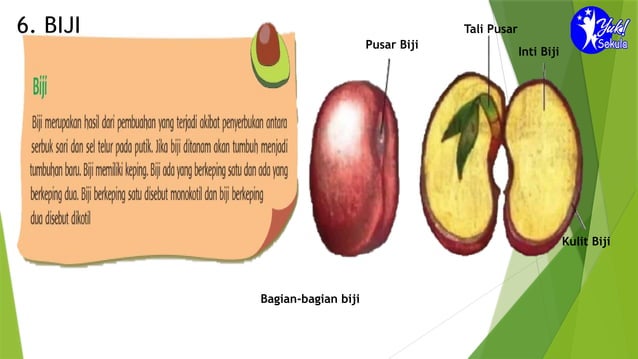 PPT BAGIAN-BAGIAN TUMBUHAN KLAS 4 - Revisi.pptx