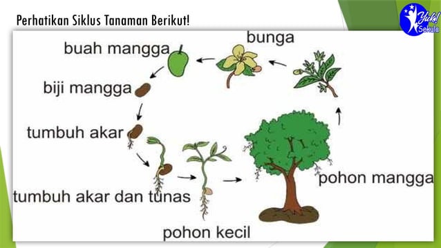 PPT BAGIAN-BAGIAN TUMBUHAN KLAS 4 - Revisi.pptx
