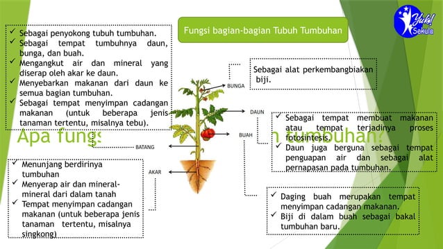PPT BAGIAN-BAGIAN TUMBUHAN KLAS 4 - Revisi.pptx