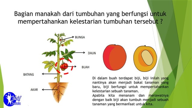 PPT BAGIAN-BAGIAN TUMBUHAN KLAS 4 - Revisi.pptx
