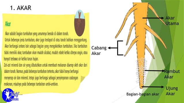 PPT BAGIAN-BAGIAN TUMBUHAN KLAS 4 - Revisi.pptx