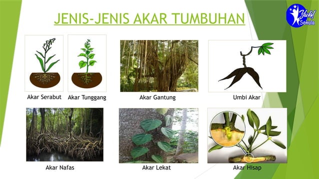 PPT BAGIAN-BAGIAN TUMBUHAN KLAS 4 - Revisi.pptx