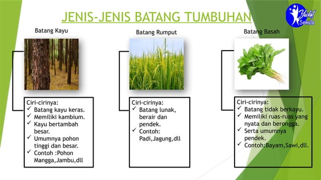 PPT BAGIAN-BAGIAN TUMBUHAN KLAS 4 - Revisi.pptx