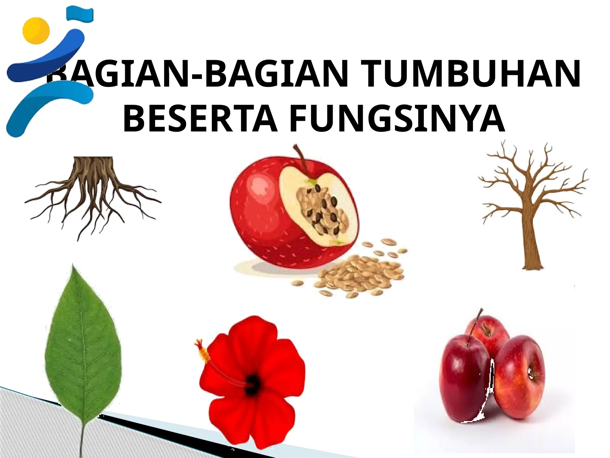 SLIDE PPT BAGIAN-BAGIAN TUMBUHAN UKIN.pptx