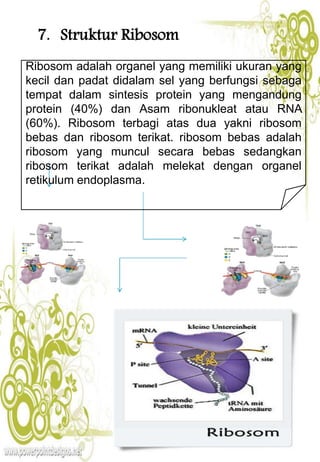 Ppt bagian organel sel tumbuhan berserta fungsinya firman ahyuda | PPTX