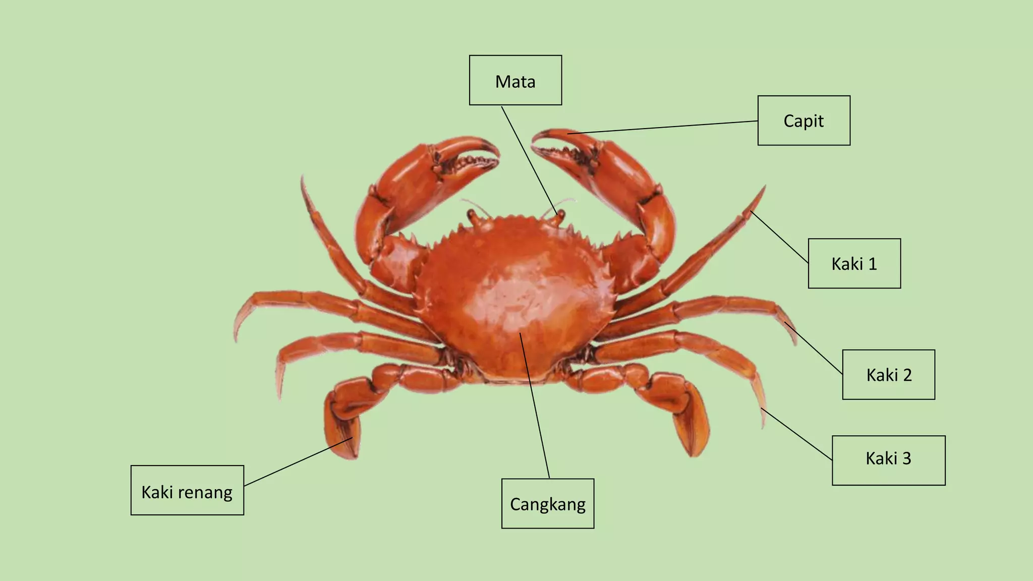 PPT BAGIAN TUBUH HEWAN DAN FUNGSINYA.pptx