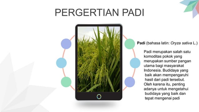 PPT Bahan Padi.pdf
