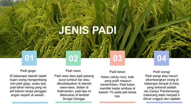 PPT Bahan Padi.pdf