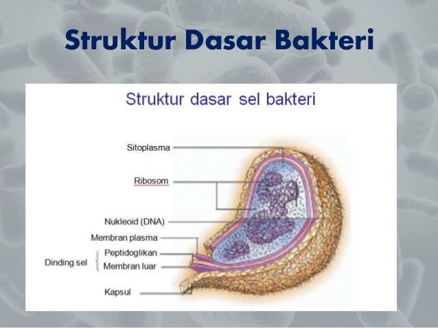 SMA Kelas X - Bakteri