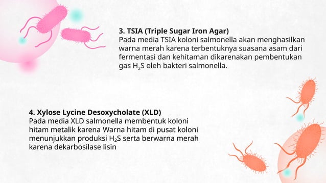 ppt bakteri salmonella dan taksonominya dan karakteristiknya | PPTX