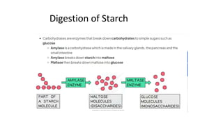 PPT BALANCED DIET PPT BALANCED DIET PPT BALANCED DIET | PPT