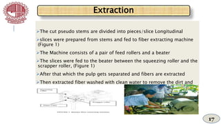 Ppt banana fiber new | PPTX