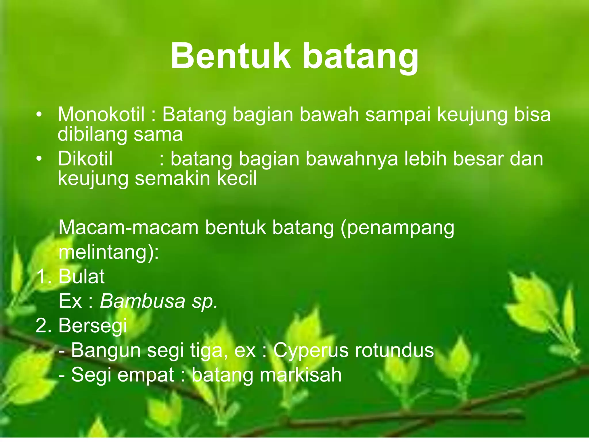 morfologi batang | PPTX