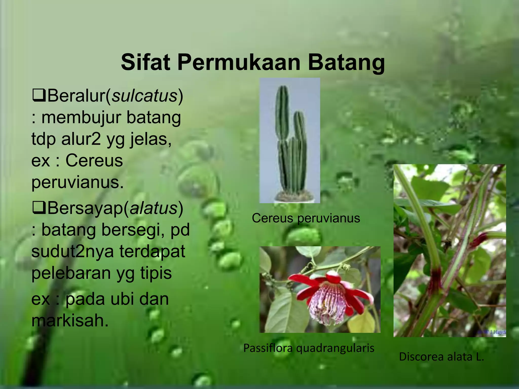 morfologi batang | PPTX