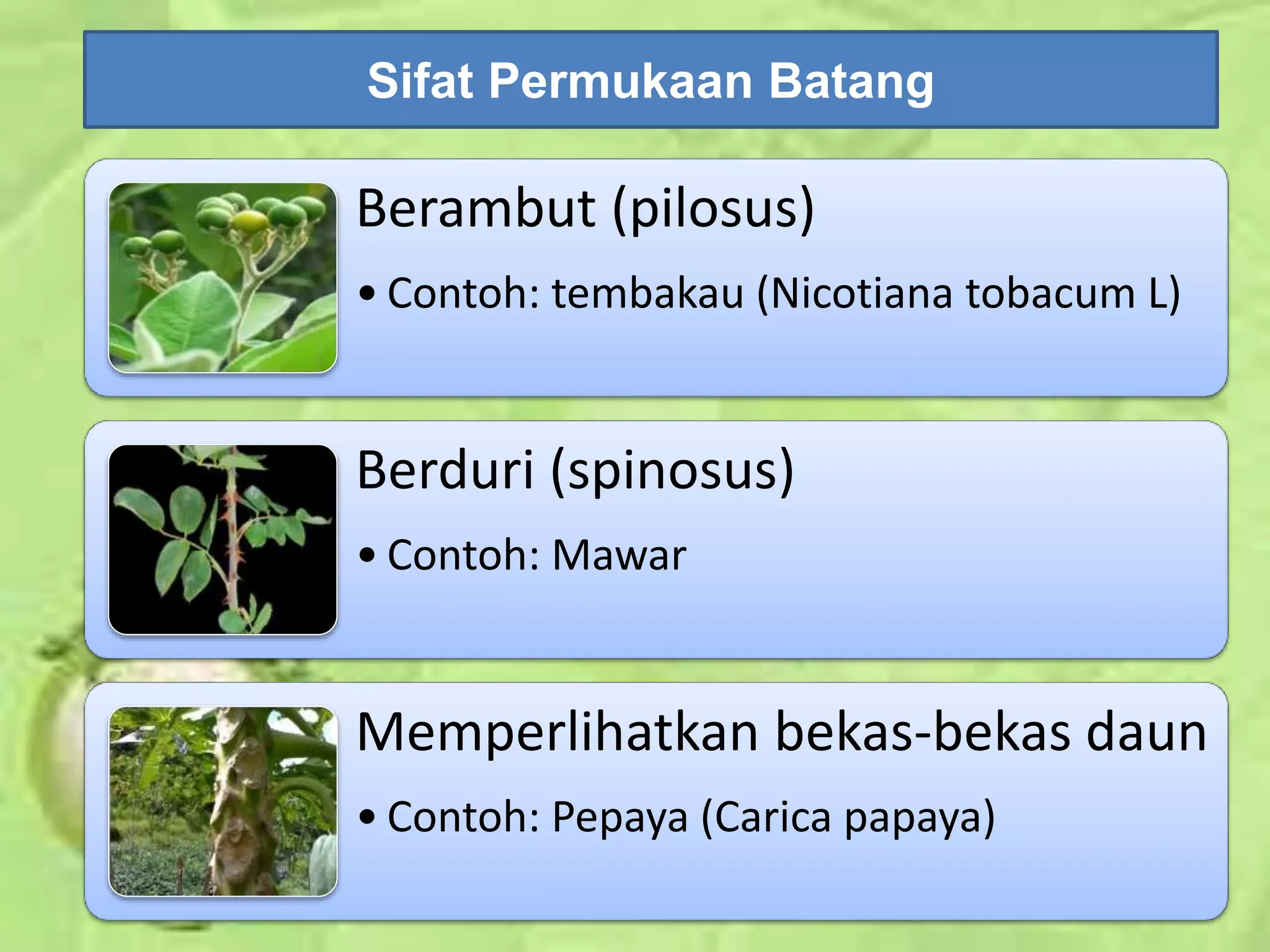 morfologi batang | PPTX
