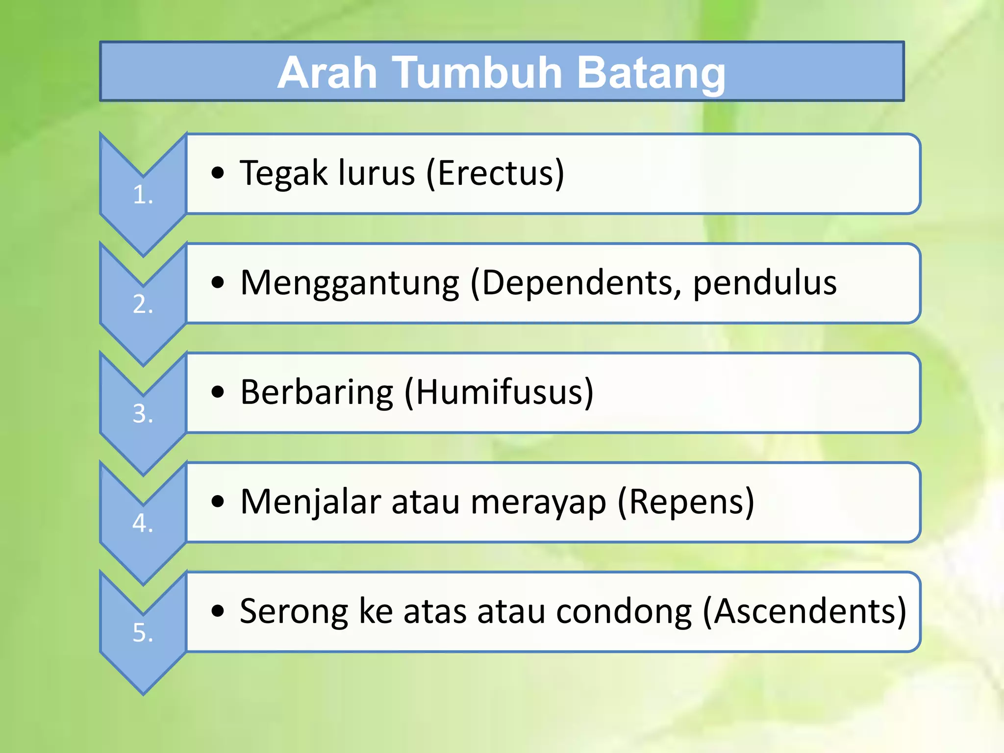 morfologi batang | PPTX