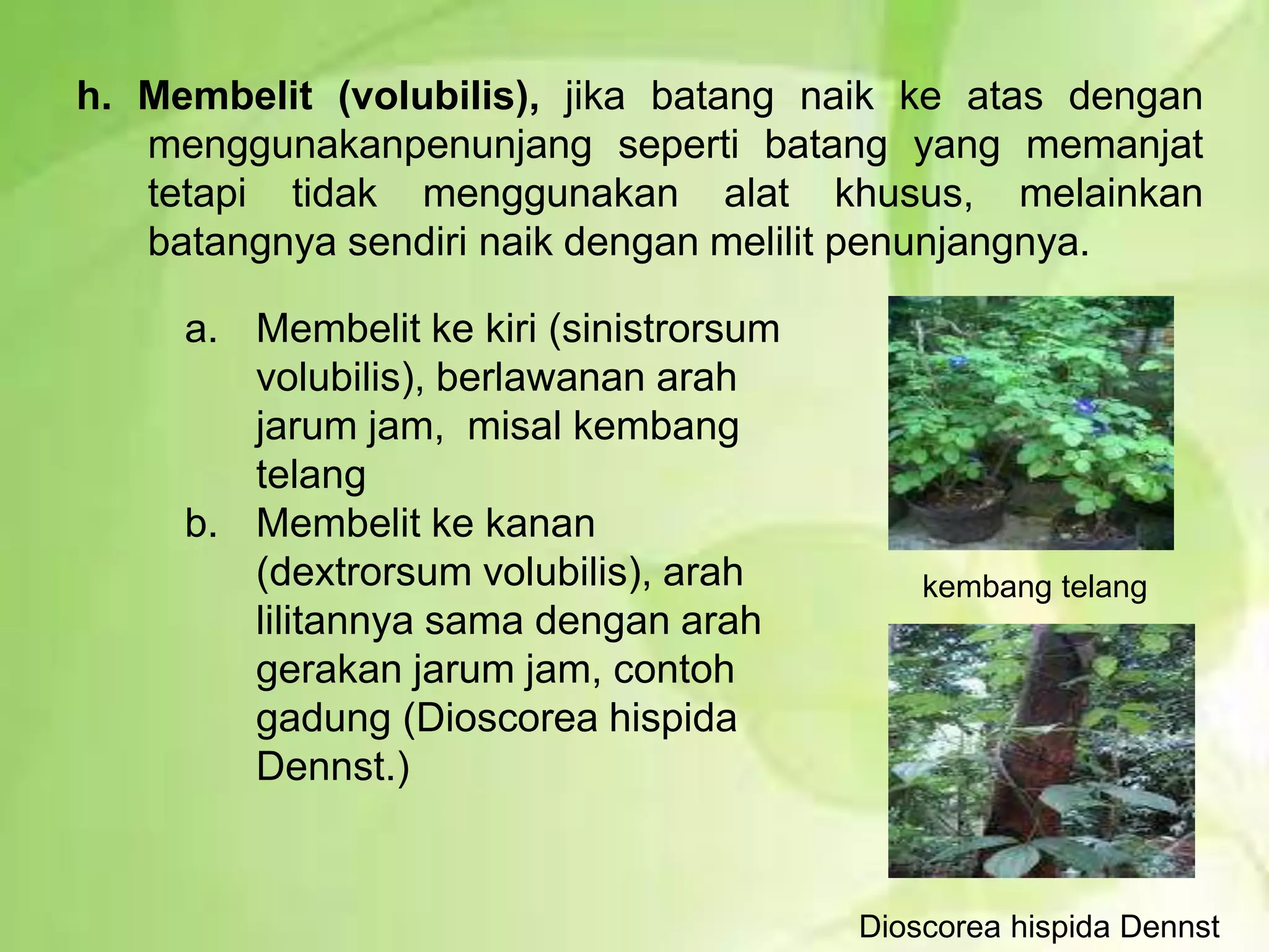 morfologi batang | PPTX