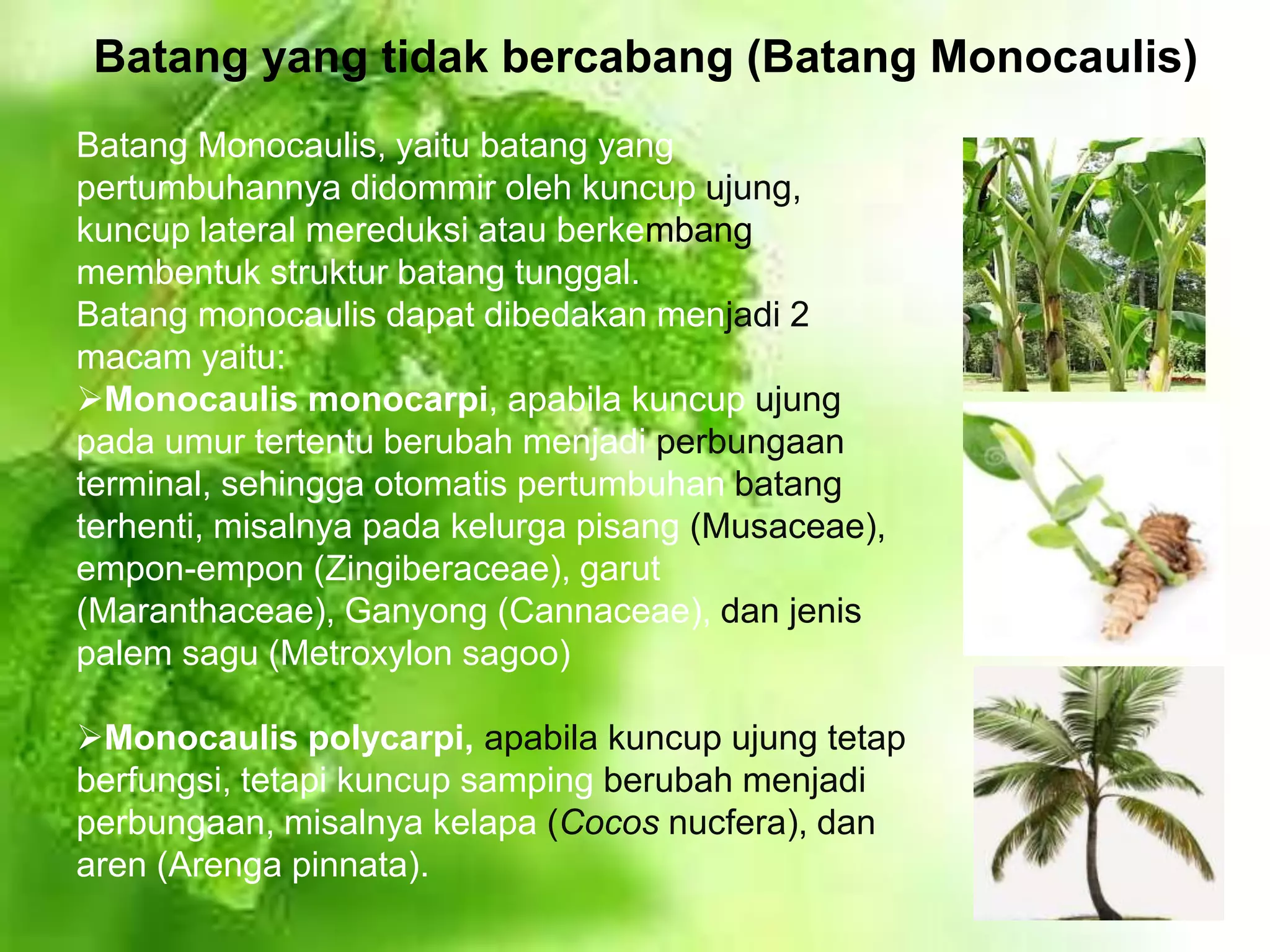 morfologi batang | PPTX