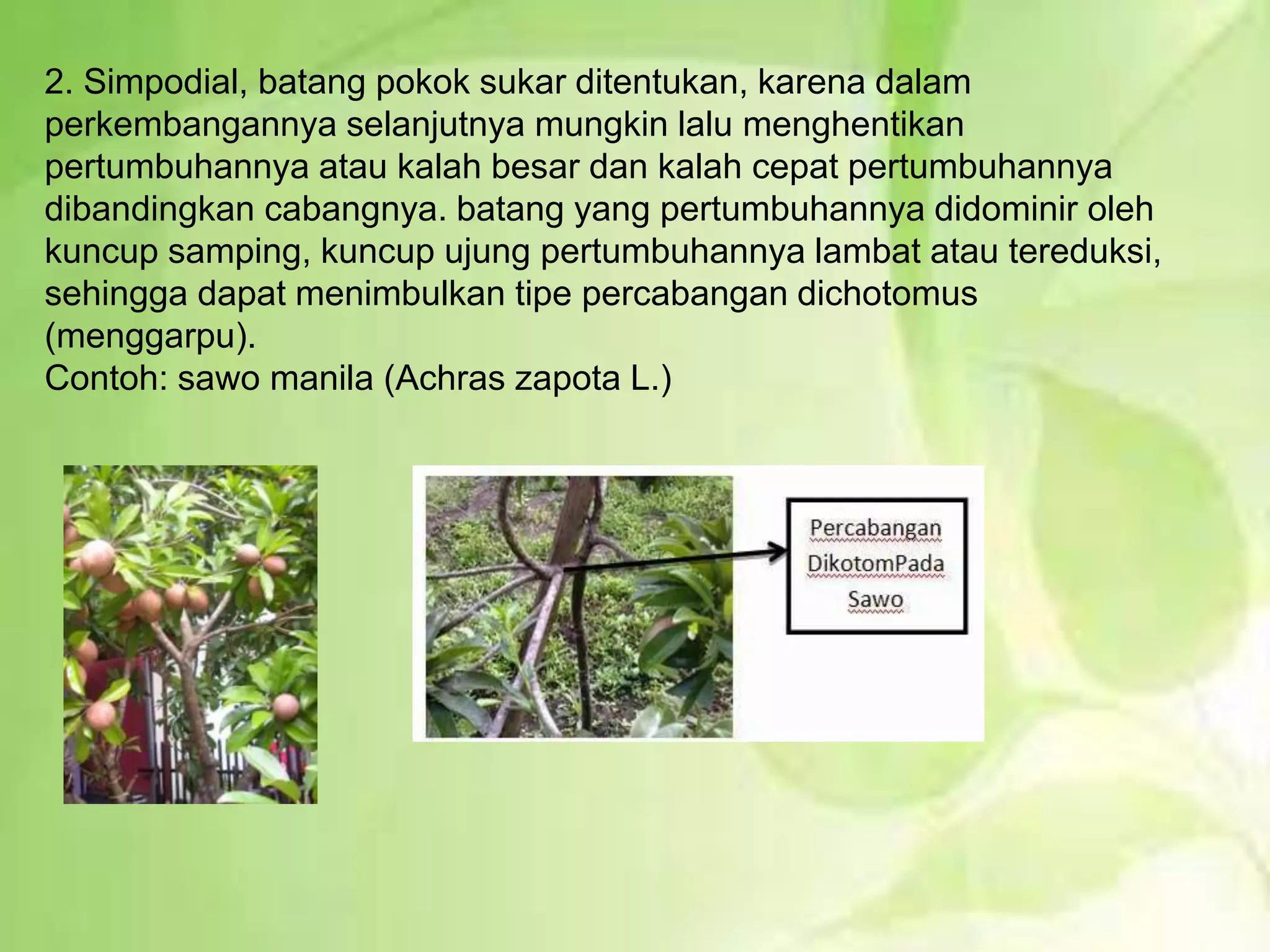 morfologi batang | PPTX