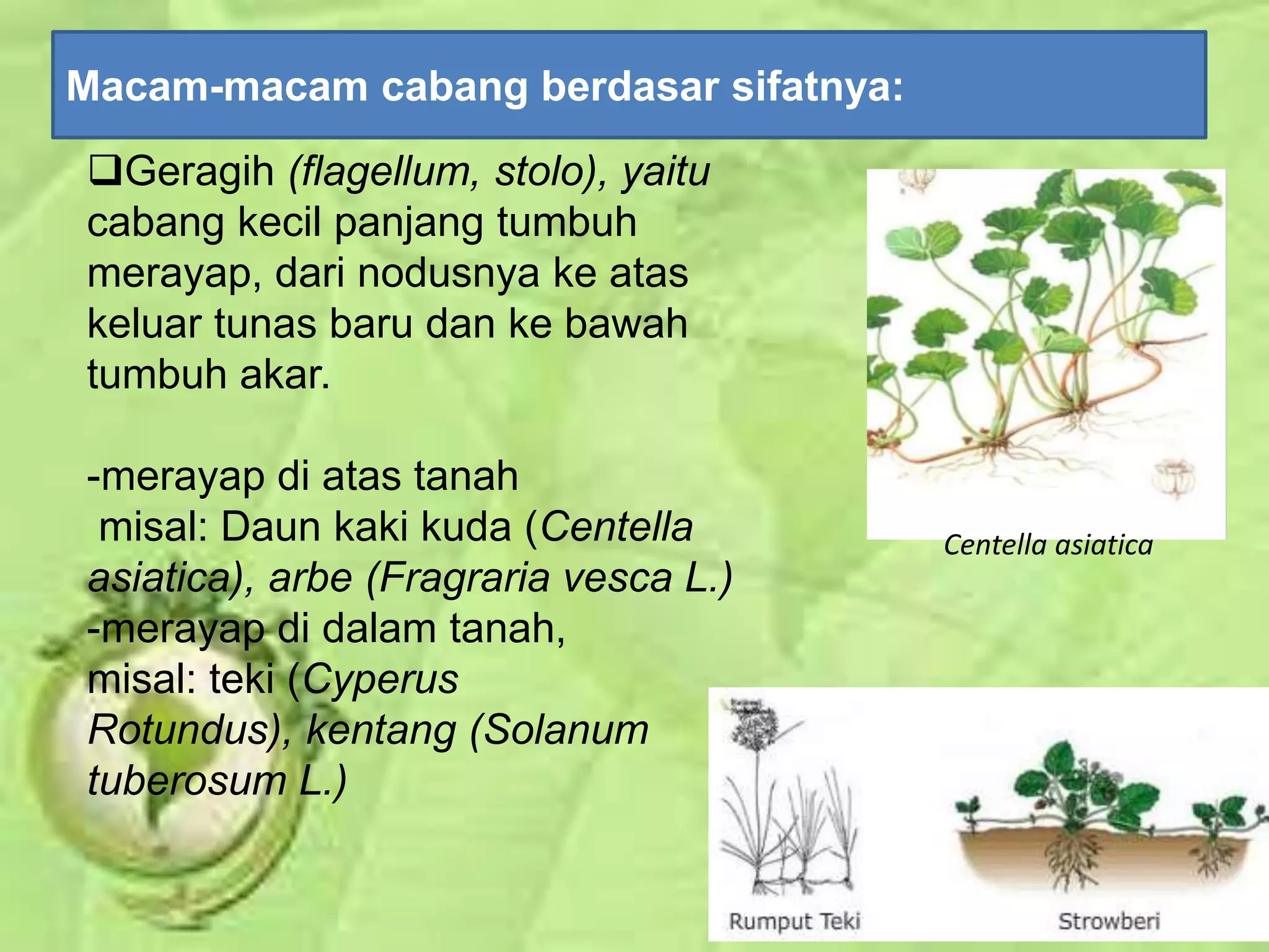 morfologi batang | PPTX