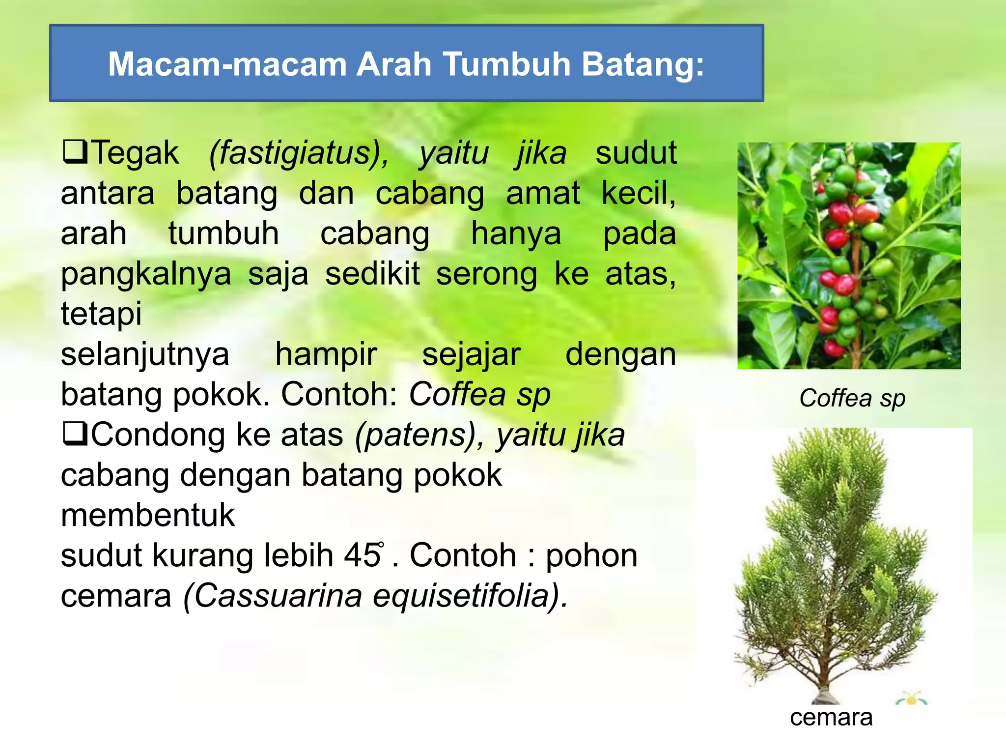 morfologi batang | PPTX