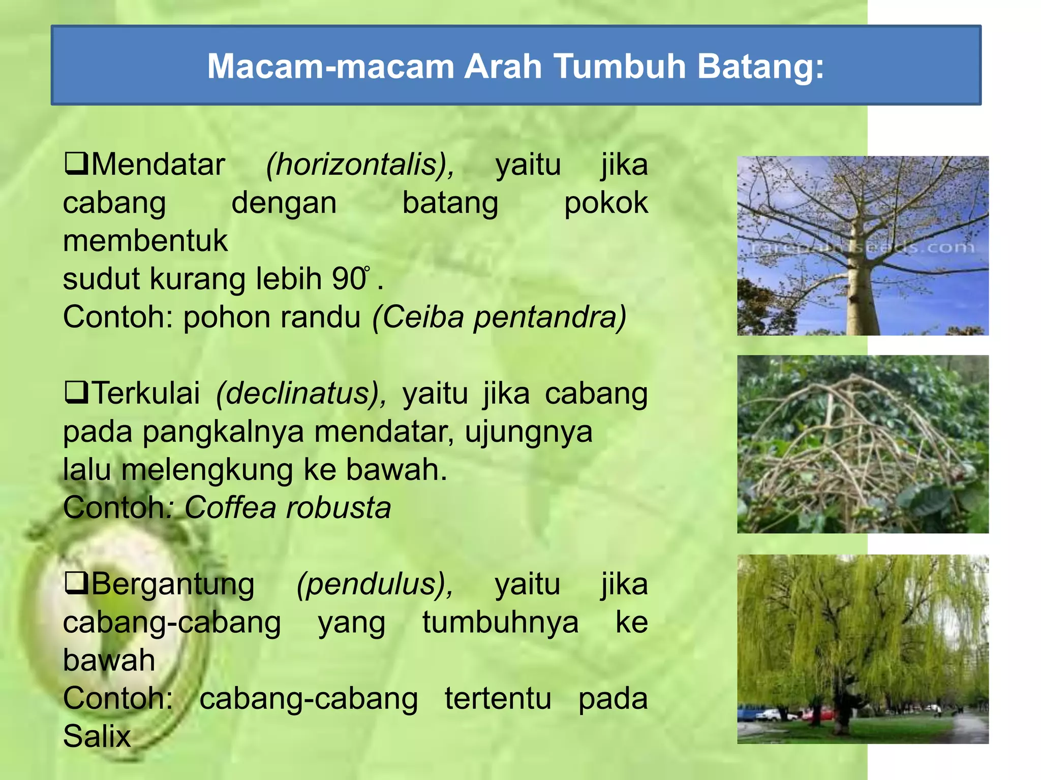 morfologi batang | PPTX