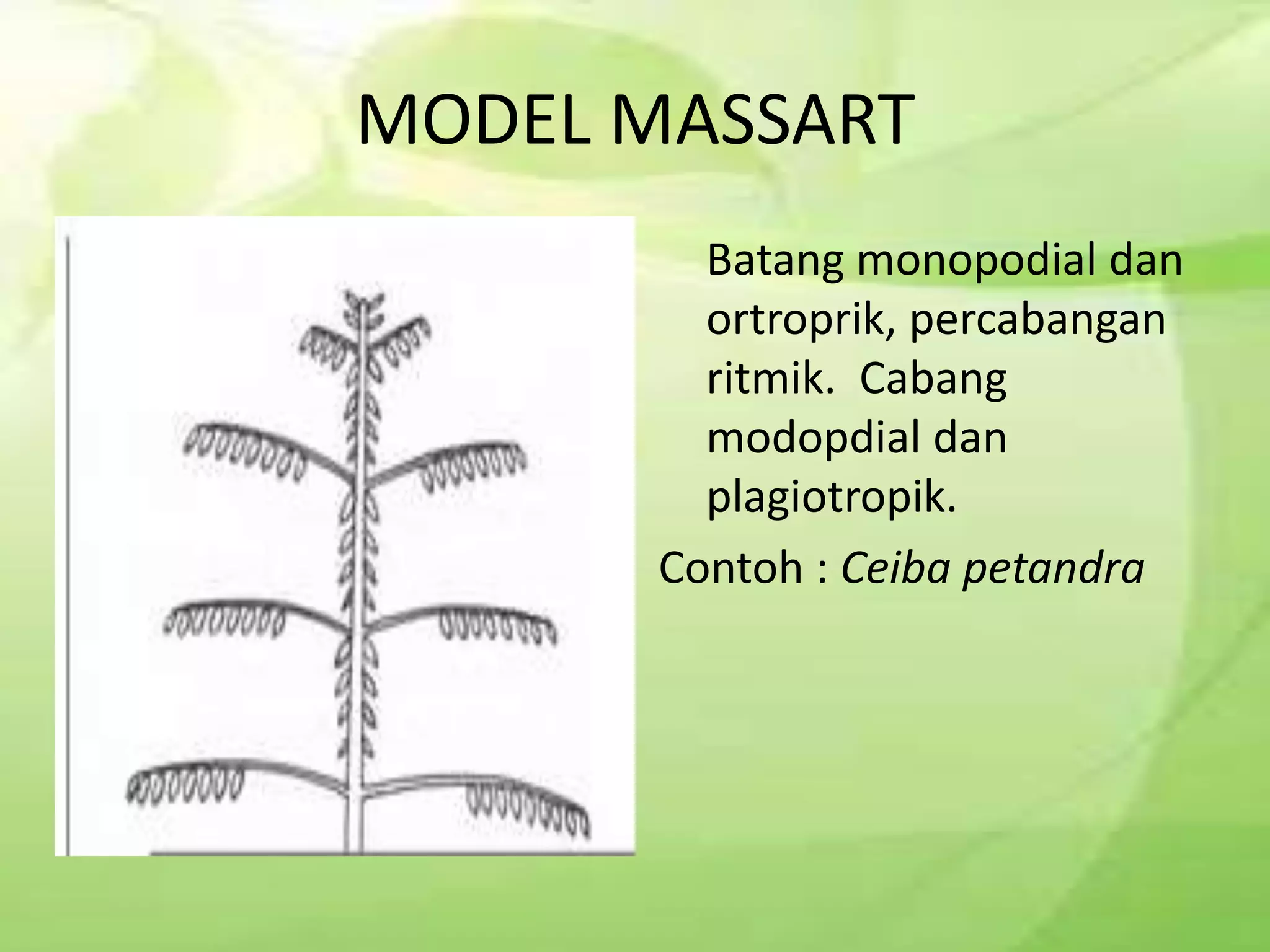 morfologi batang | PPTX