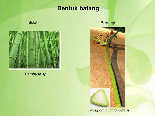 morfologi batang | PPTX