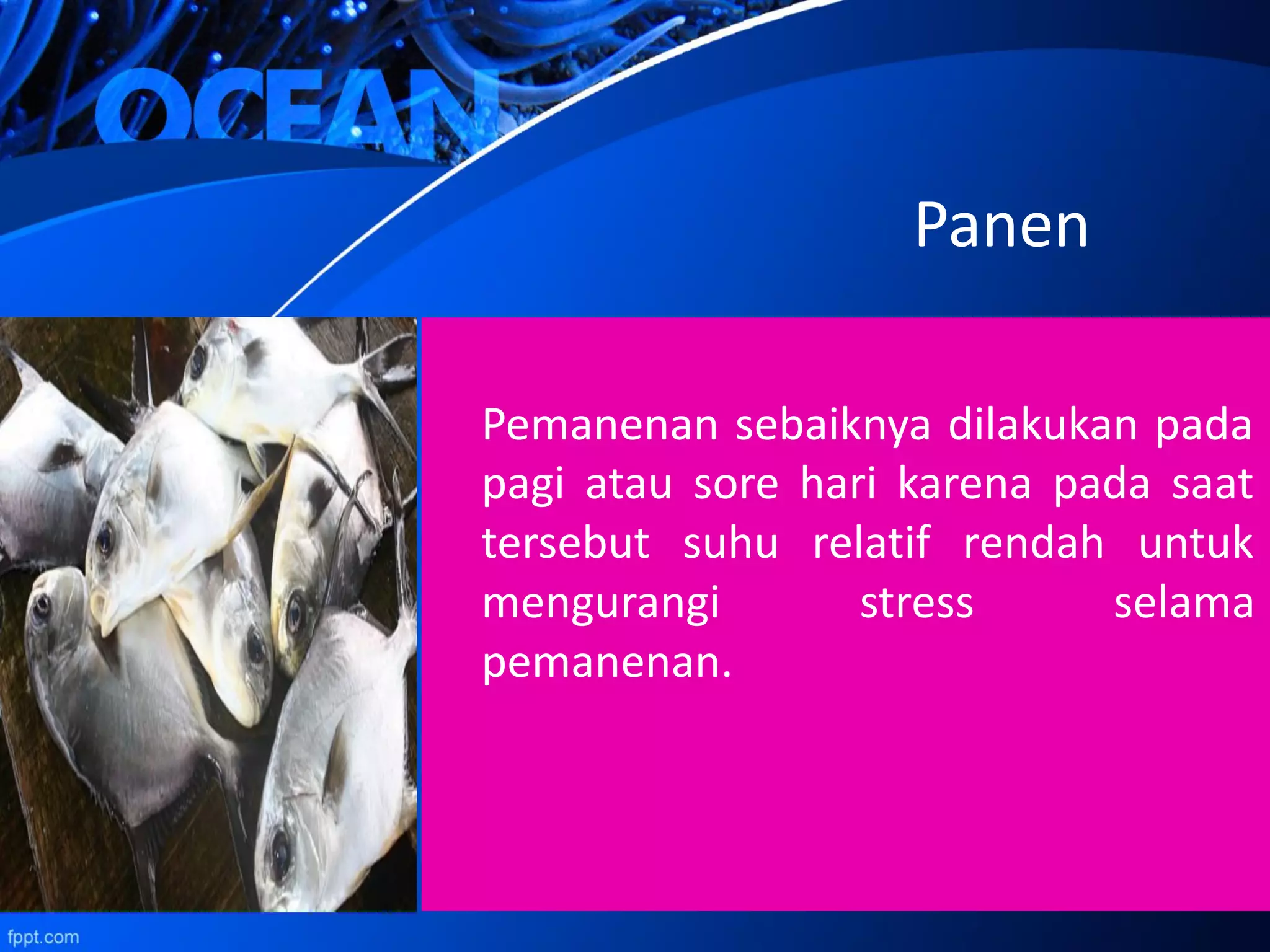 ppt bawal.pdf