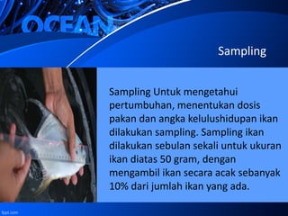 ppt bawal.pdf
