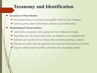 bio ecology and management of pulse beetle.pptx