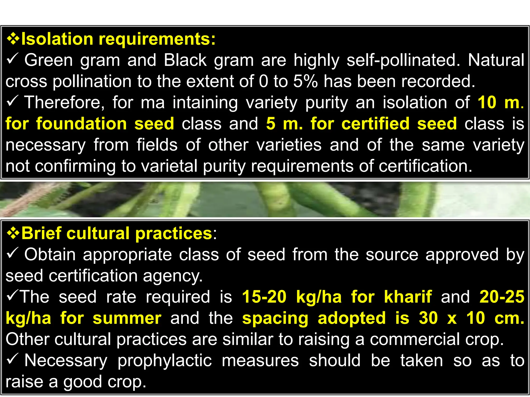 BLACK AND GREEN GRAM SEED PRODUCTION IN . | PPTX