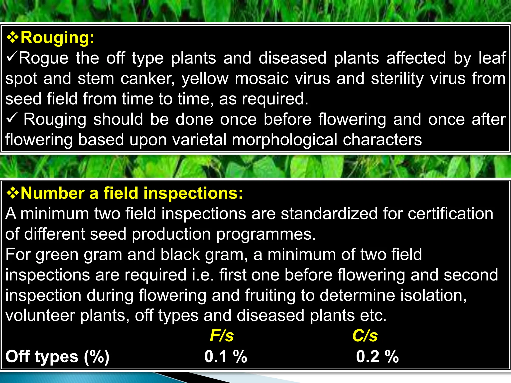 BLACK AND GREEN GRAM SEED PRODUCTION IN . | PPTX