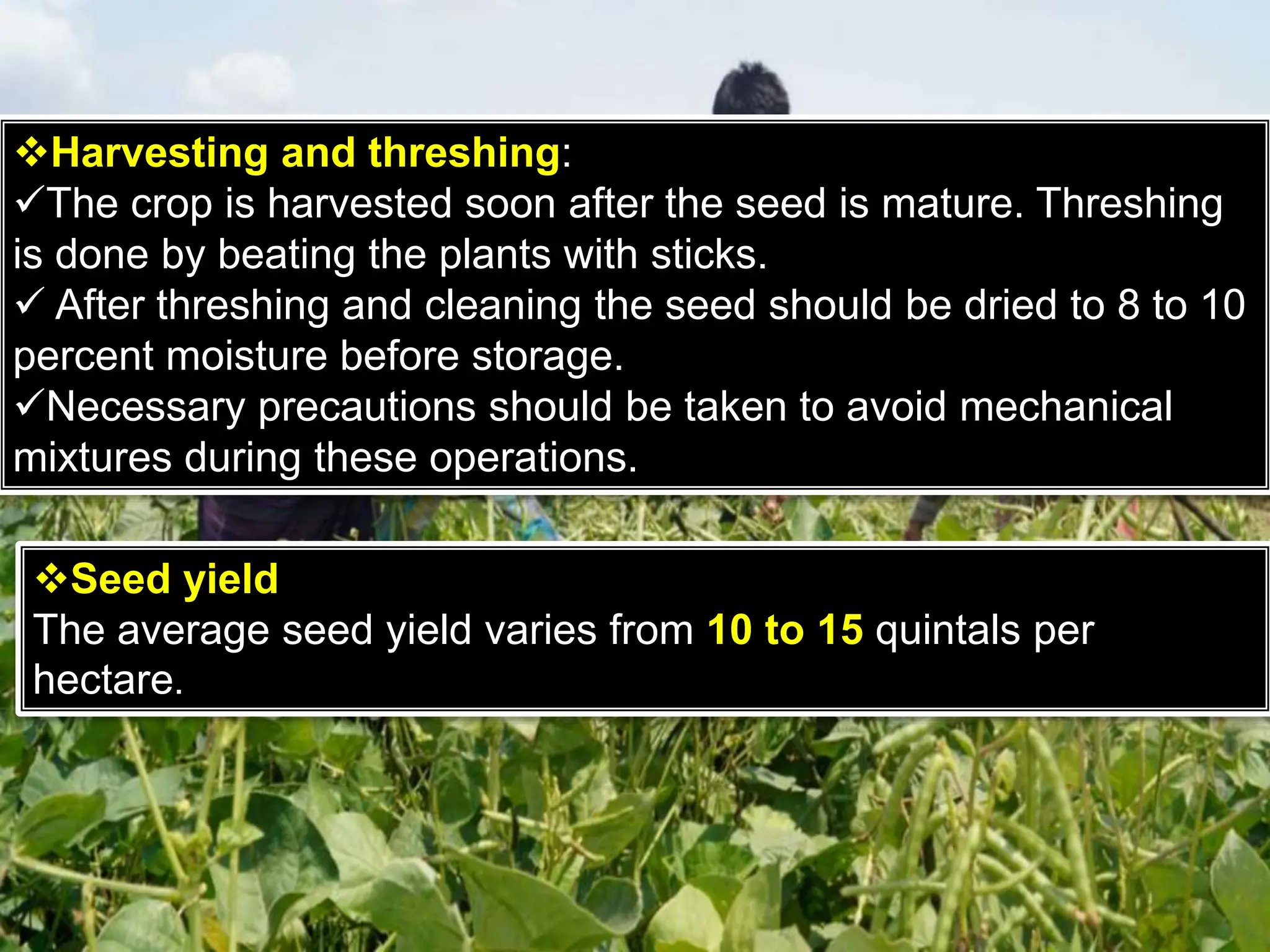 BLACK AND GREEN GRAM SEED PRODUCTION IN . | PPTX