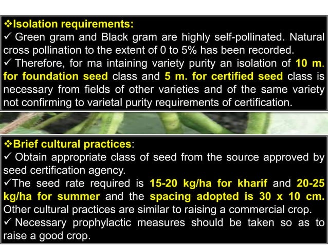BLACK AND GREEN GRAM SEED PRODUCTION IN . | PPT
