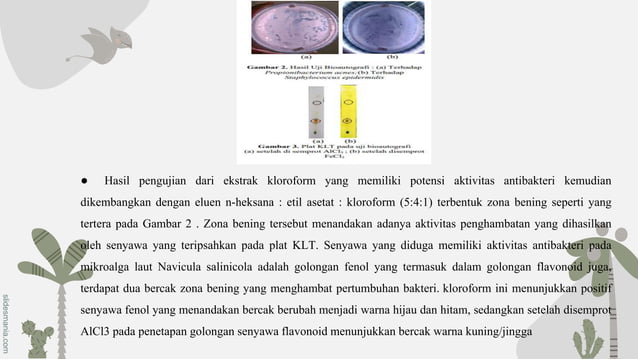 PPT Bahan Obat Kelautan Chrysophyta | PPT