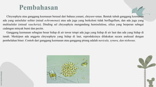 PPT Bahan Obat Kelautan Chrysophyta | PPT