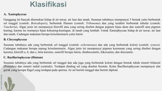 PPT Bahan Obat Kelautan Chrysophyta | PPT