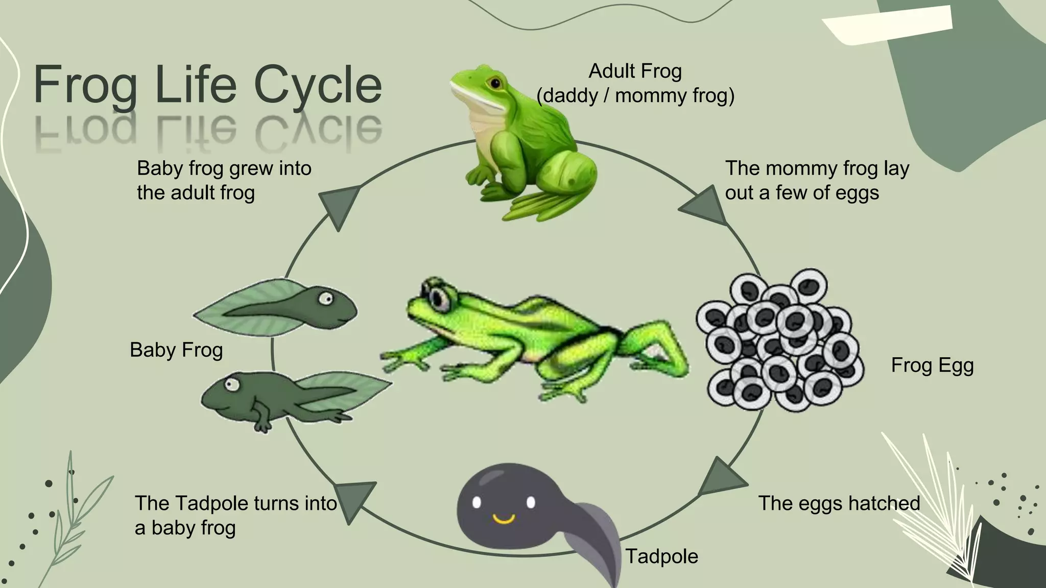 Metamorhosis of frog.pptx