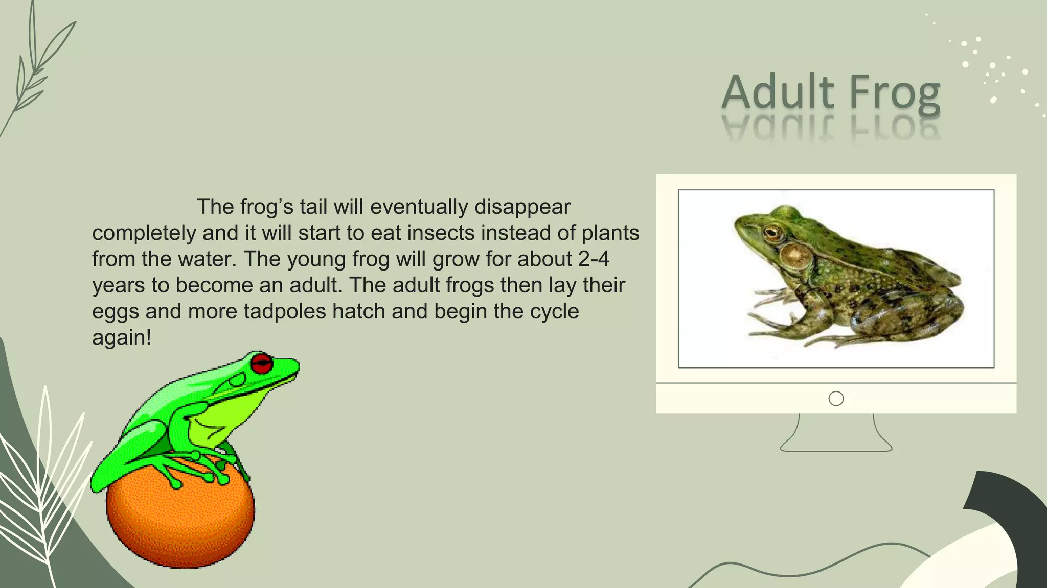 Metamorhosis of frog.pptx