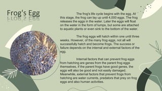 Metamorhosis of frog.pptx