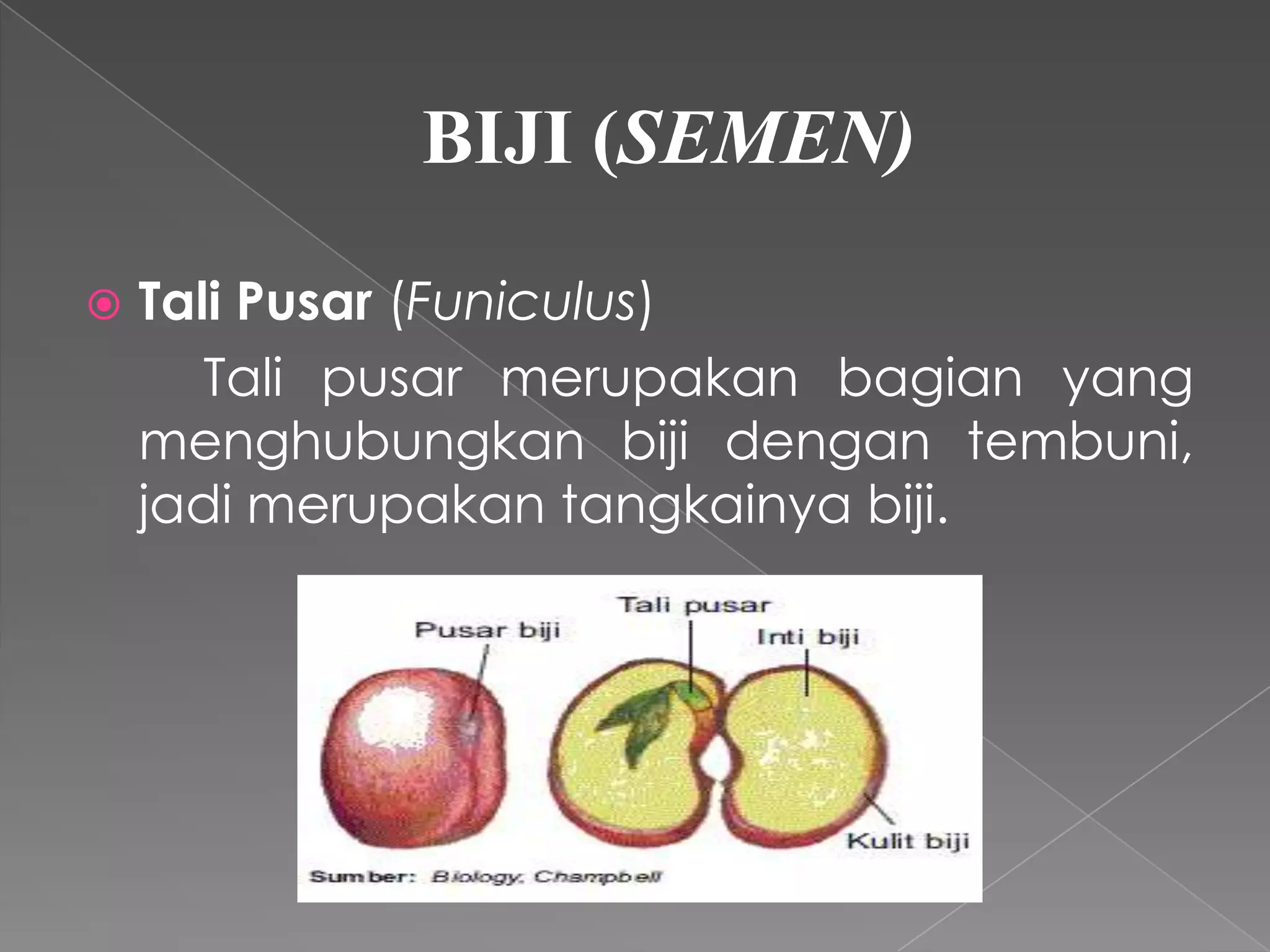 Ppt biji (semen) | PPTX