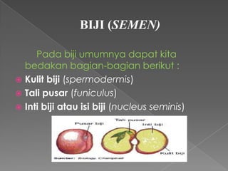 Ppt biji (semen) | PPTX