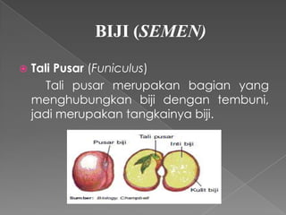 Ppt biji (semen) | PPTX