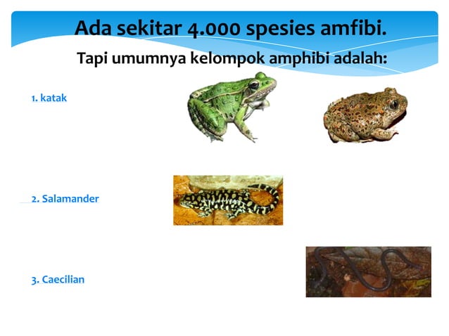 Amphibia | PPT